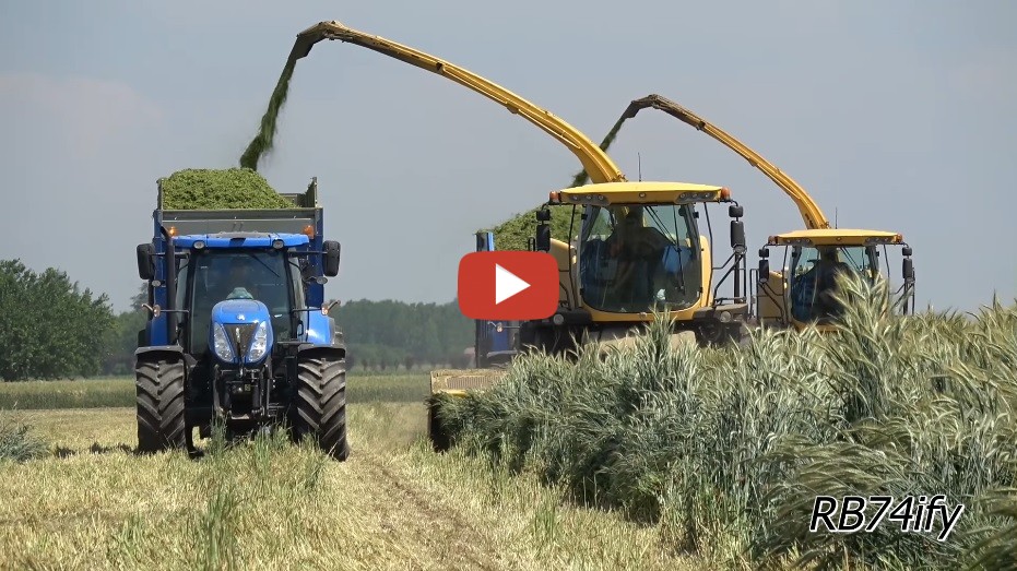 Triticale Silage - NEW HOLLAND FR9090 & 9060 CASE IH Magnum 335 CLAAS ...