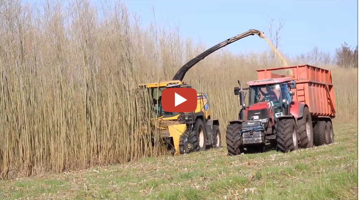 New Holland FR 9080 - Weidenernte für Energie… in Dänemark. KasperGood