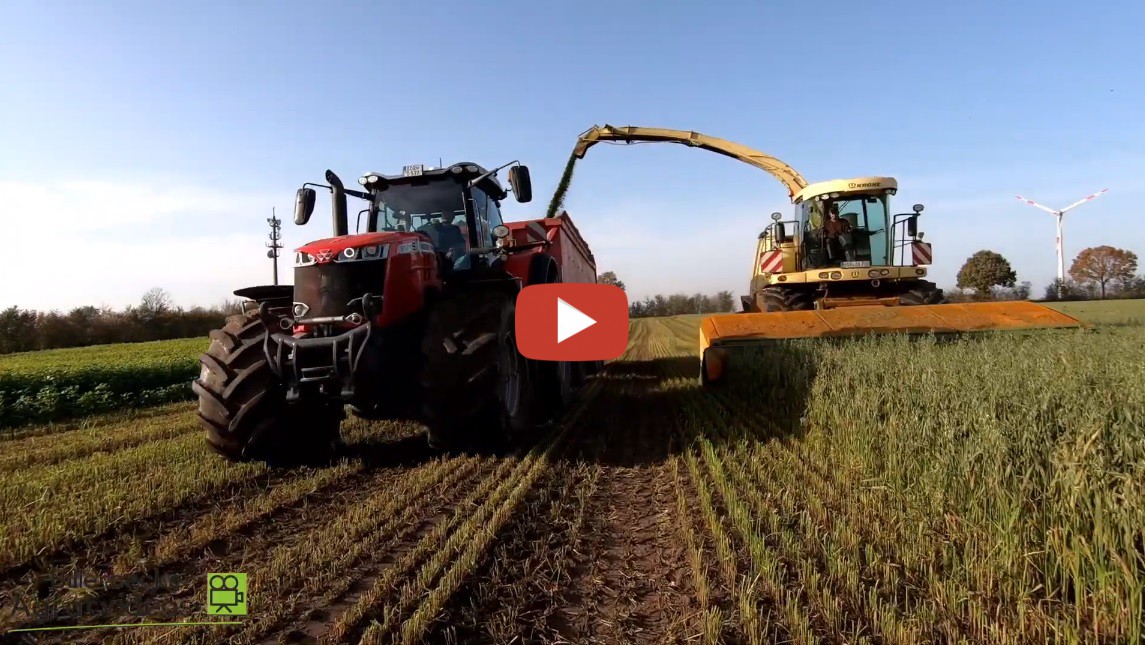 Oing aus Schöppingen bei der Hafer Ernte im November 2020 mit Krone Big ...