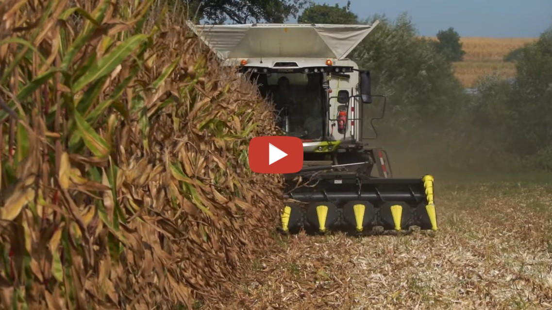 Roman Schmitz - Zwei Claas Trion 730 bei der Körnermais Ernte 2022 mit ...