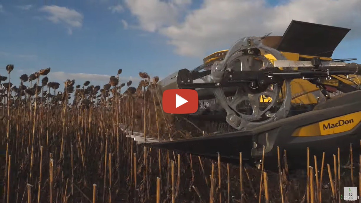 Sonnenblumen dreschen in Frankreich mit einem New Holland CR10,90 ...