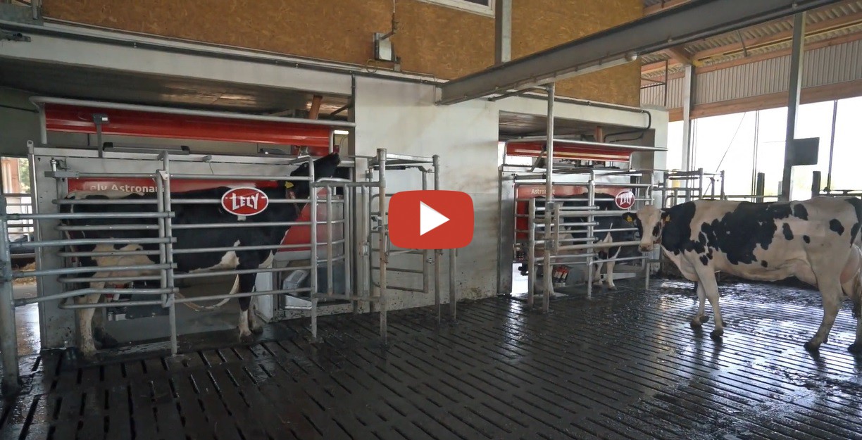 Neubau eines Boxenlaufstalls mit Vollautomatisierung - Familie Wehrhoff, Walsrode - 120 Kühe ...