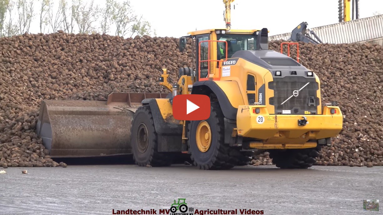 Anlieferung der Rüben per LKW bei der Zuckerfabrick Anklam. Zu sehen ist die Probentnahme, zwei ...