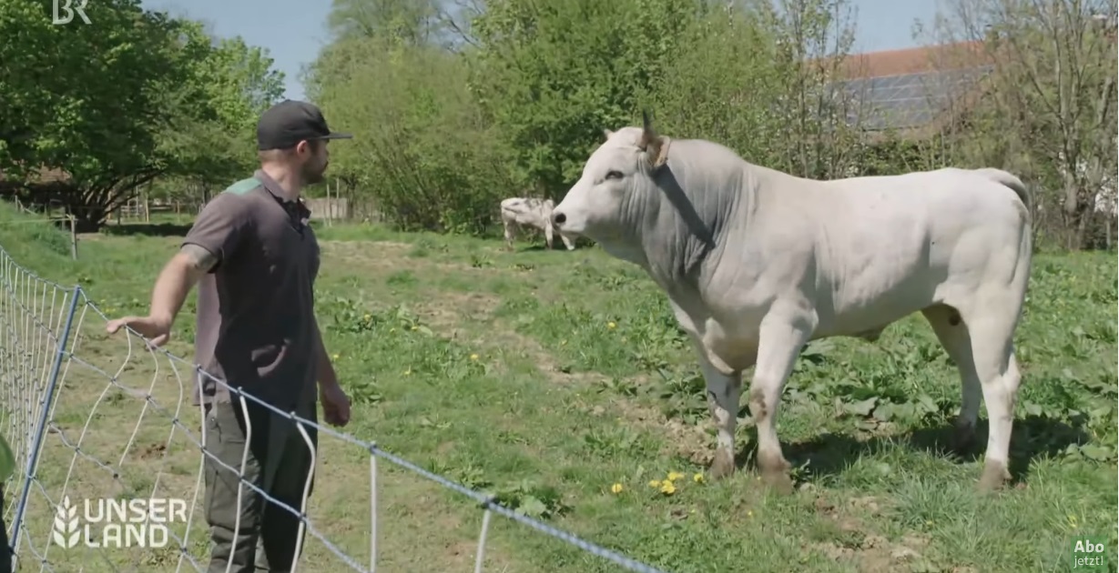 Chianina – Die größten Rinder der Welt - Diese Rinder aus Italien sind ...