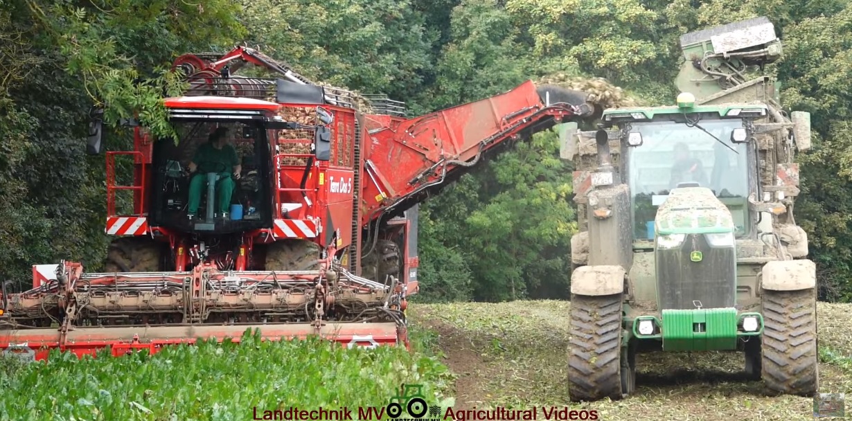 Zuckerrübenernte mit einem Holmer Terra Dos T5 mit 12 reihigem ...