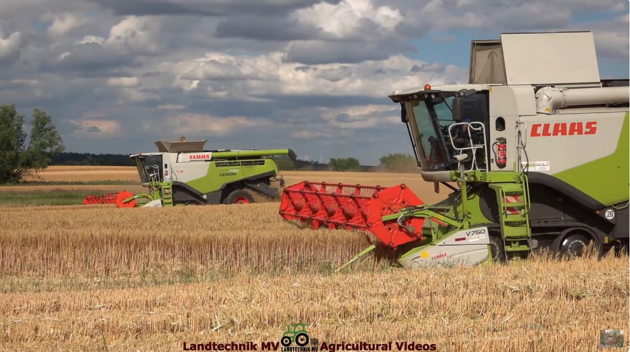 Getreideernte mit einem Claas Lexion 770 TT und einem Claas Lexion 670 ...